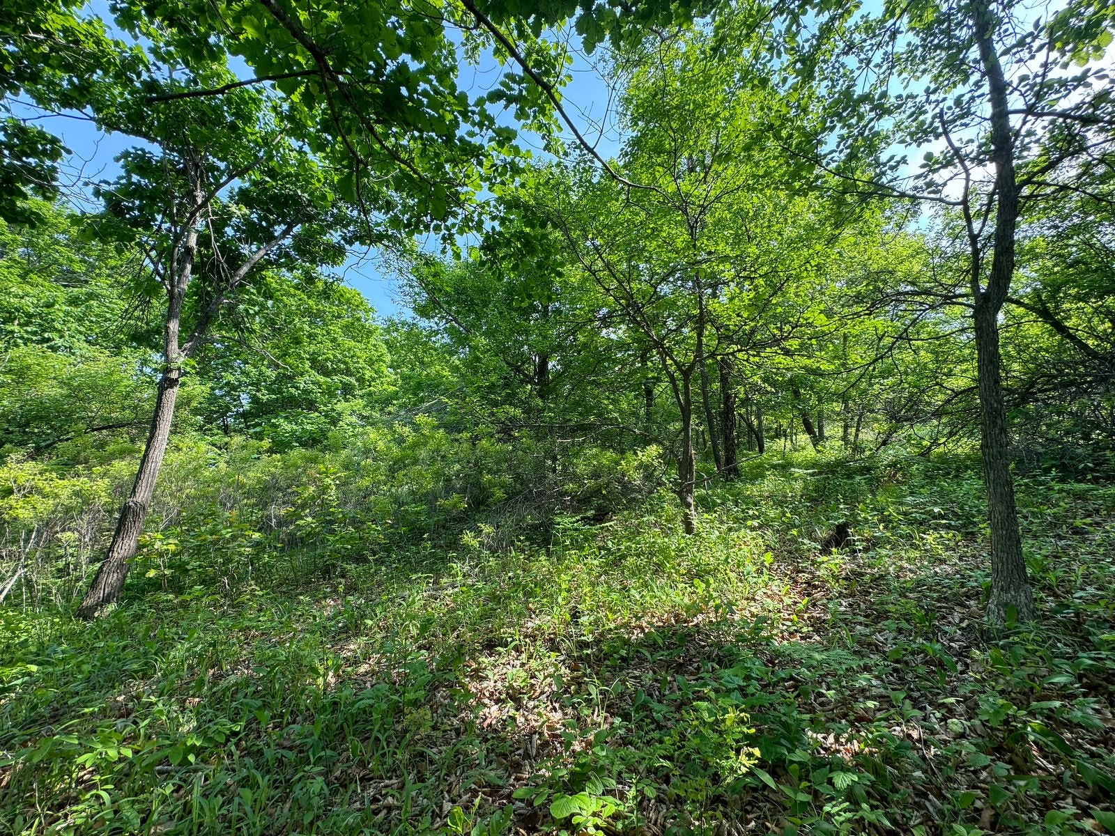 ᐉ Покупка земельного участка, Артем, 10 сот., 5462154, Владивосток ...